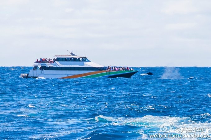 震撼！黄金海岸观鲸之旅 - 澳大利亚游记攻略【同程旅游攻略】