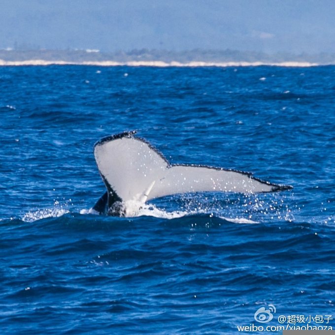 震撼！黄金海岸观鲸之旅 - 澳大利亚游记攻略【同程旅游攻略】