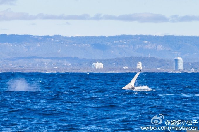 震撼！黄金海岸观鲸之旅 - 澳大利亚游记攻略【同程旅游攻略】