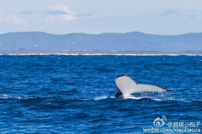 震撼！黄金海岸观鲸之旅 - 澳大利亚游记攻略【同程旅游攻略】