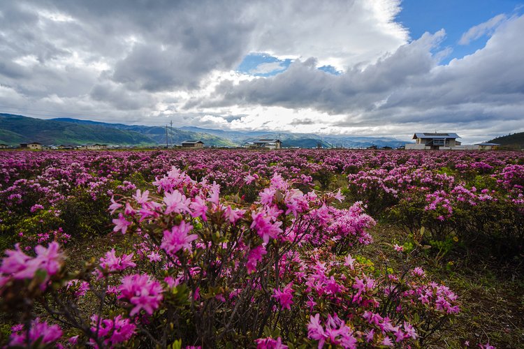 初夏，醉在香格里拉杜鹃花海里 - 迪庆藏族自治州游记攻略【同程旅游攻略】