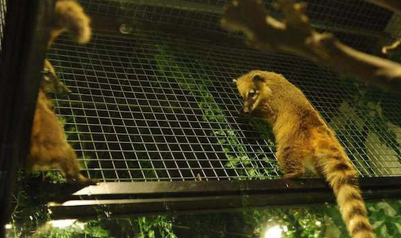 JOLI Zoo茱莉动物园门票预订_JOLI Zoo茱莉动物园门票价格_JOLI Zoo茱莉动物园门票多少钱【同程旅行】